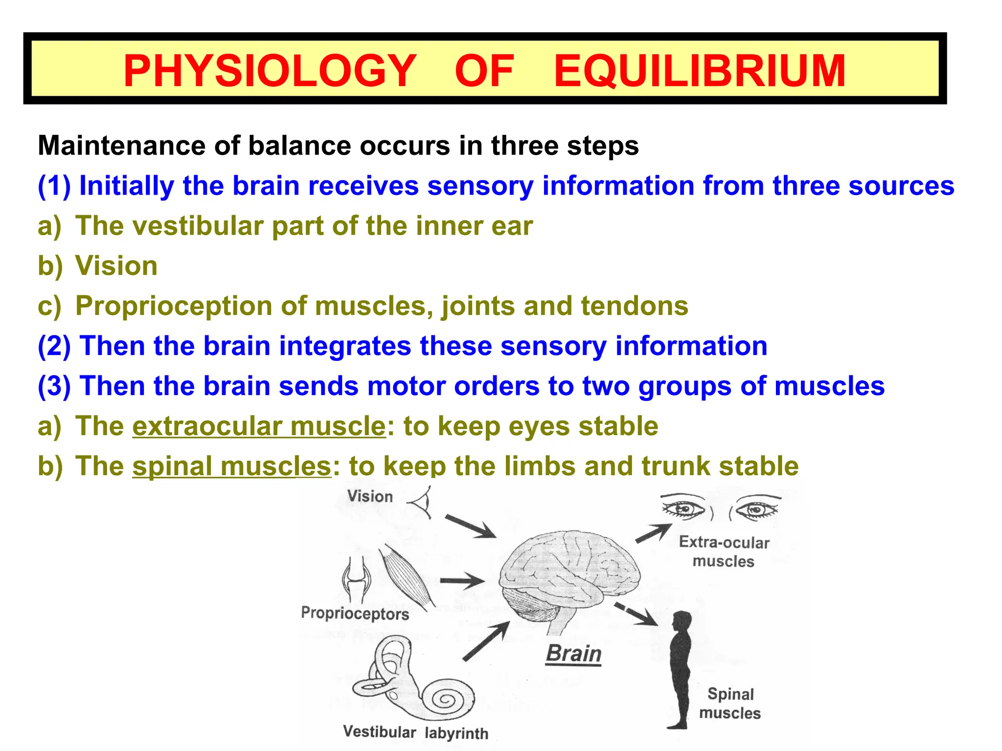 anatomy and physiology of the ear. physiology of hearing | PPT