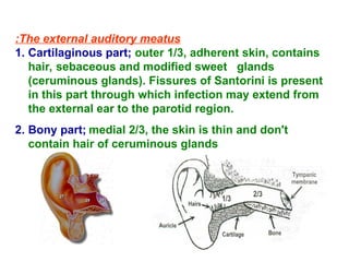 anatomy and physiology of the ear. physiology of hearing | PPT