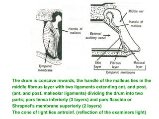 anatomy and physiology of the ear. physiology of hearing | PPT