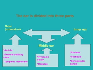 anatomy and physiology of the ear. physiology of hearing | PPT