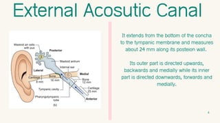 Anatomy and Physiology of the Ear.pdf.pdf