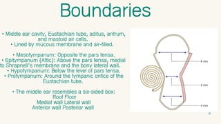 Anatomy and Physiology of the Ear.pdf.pdf