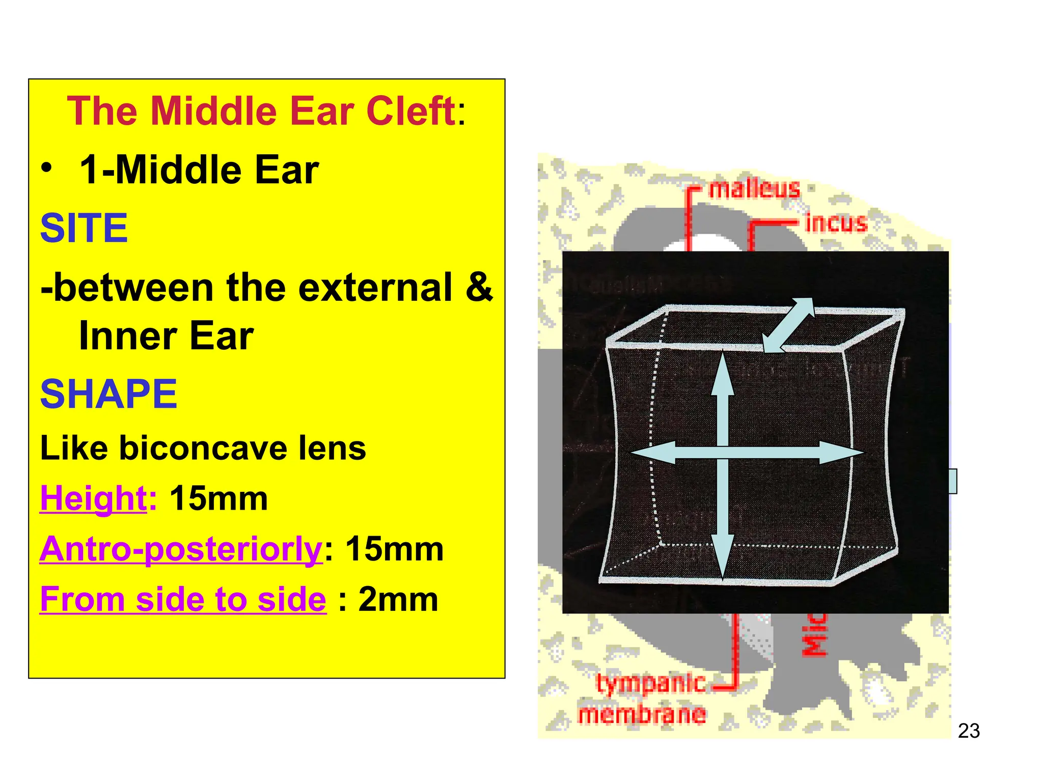 anatomy and physiology of the ear 2nd.ppt