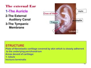 anatomy and physiology of the ear 2nd.ppt