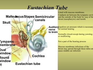 Anatomy_and_Physiology_of_the_Ear for class.ppt