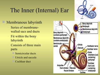 Anatomy_and_Physiology_of_the_Ear for class.ppt