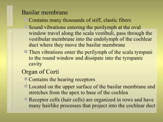 Anatomy_and_Physiology_of_the_Ear for class.ppt