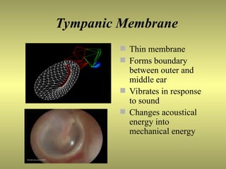 Anatomy_and_Physiology_of_the_Ear for class.ppt