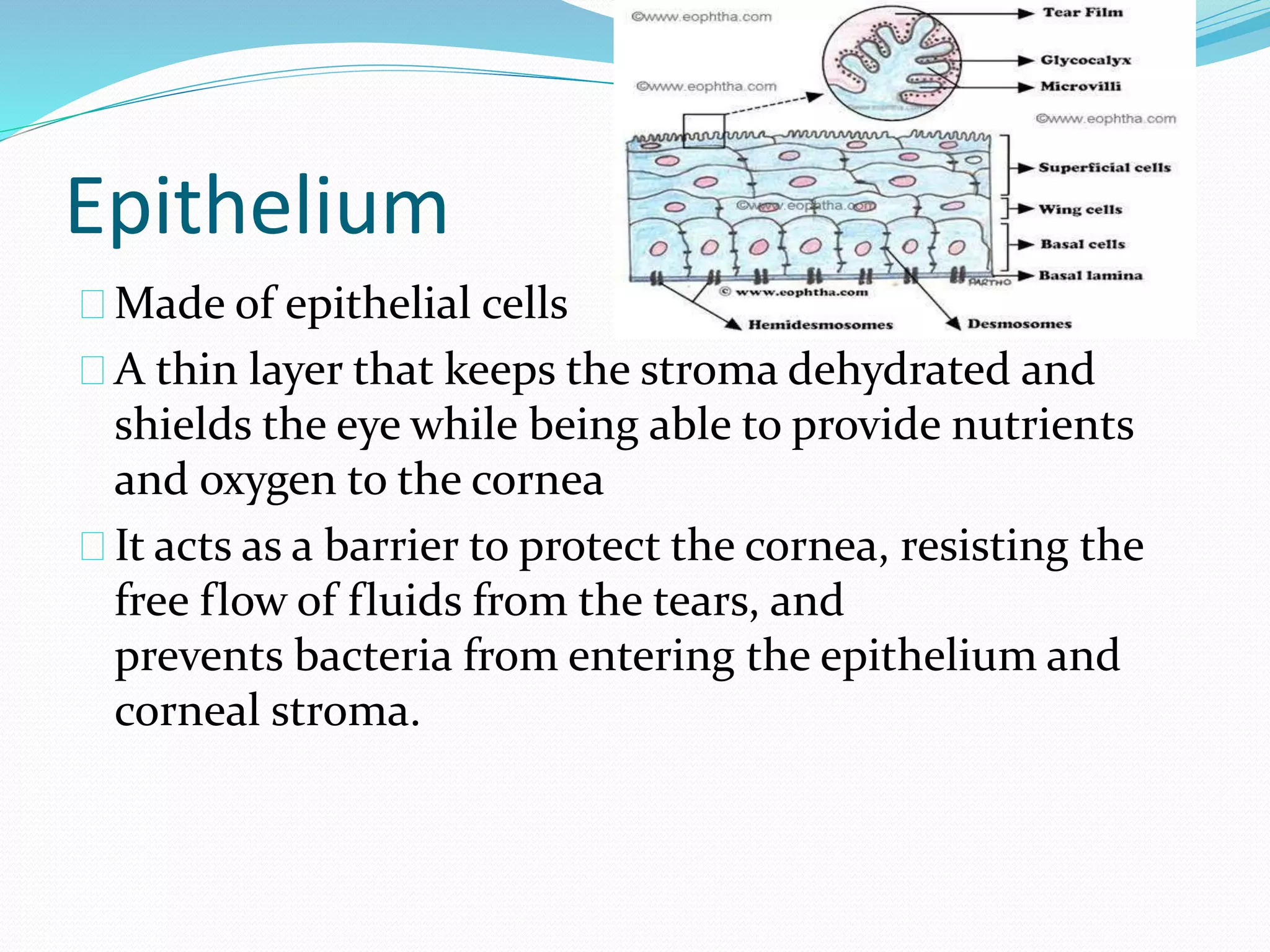 Anatomy and physiology of the eye | PPTX