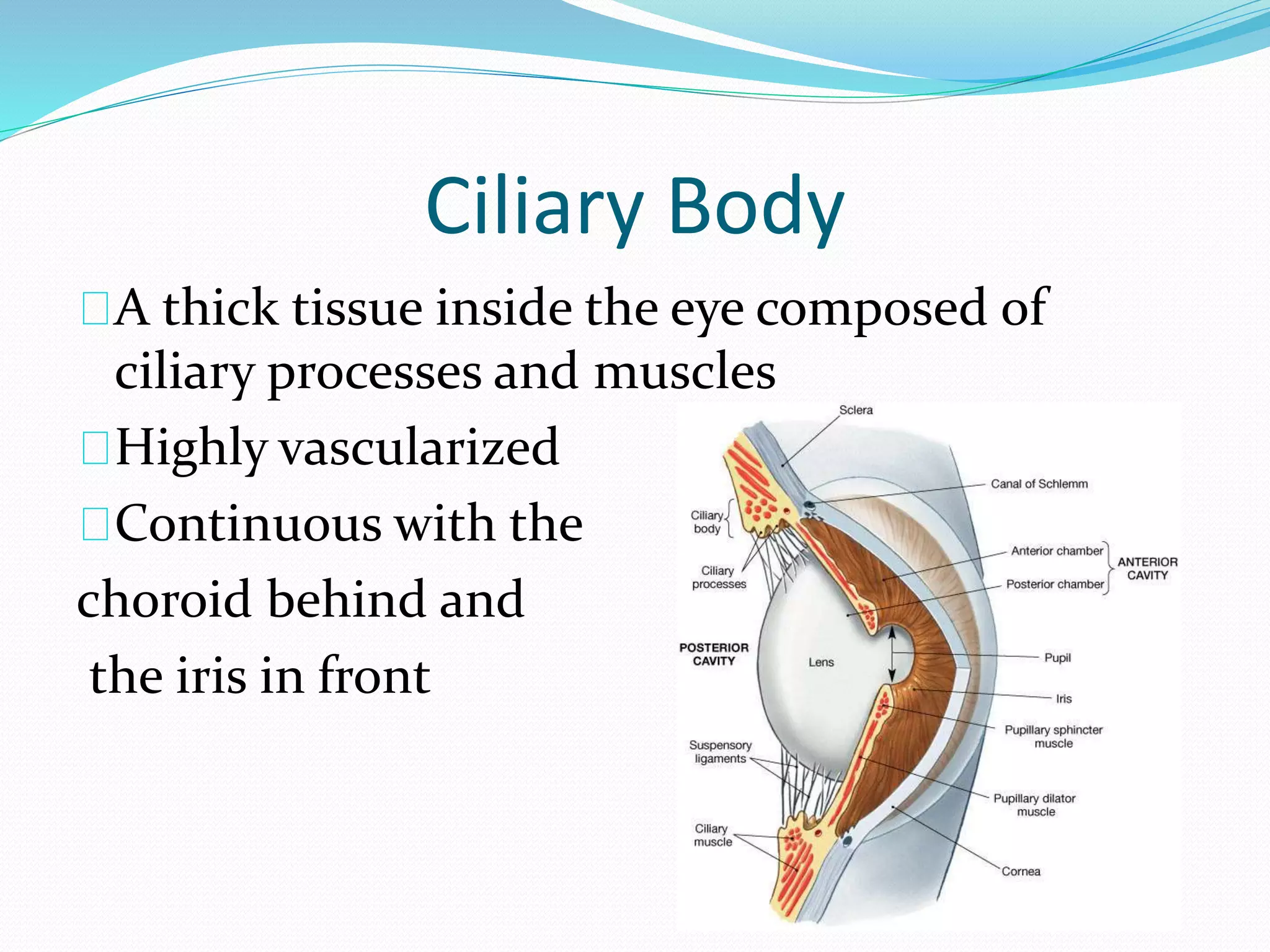 Anatomy and physiology of the eye | PPTX