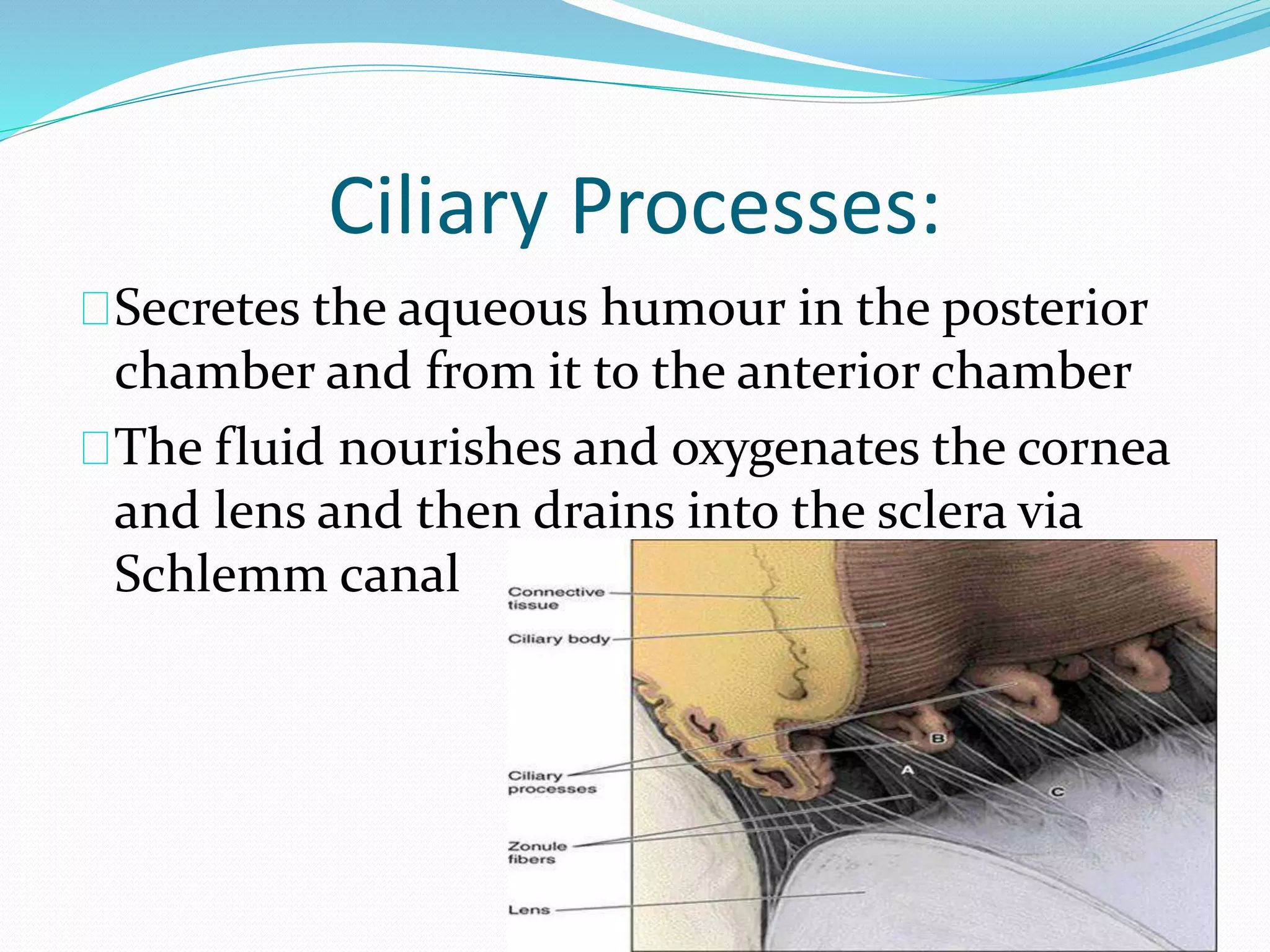Anatomy and physiology of the eye | PPTX