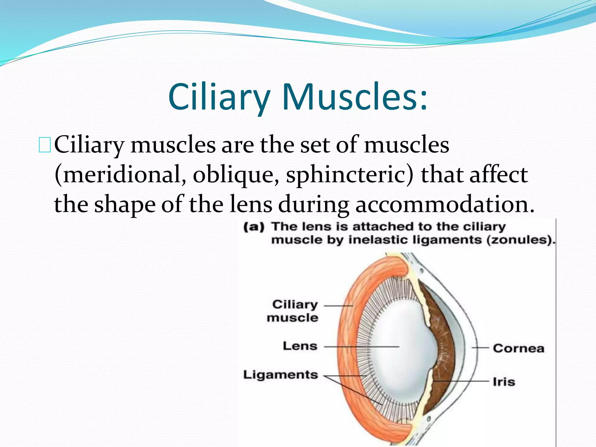 Anatomy and physiology of the eye | PPTX