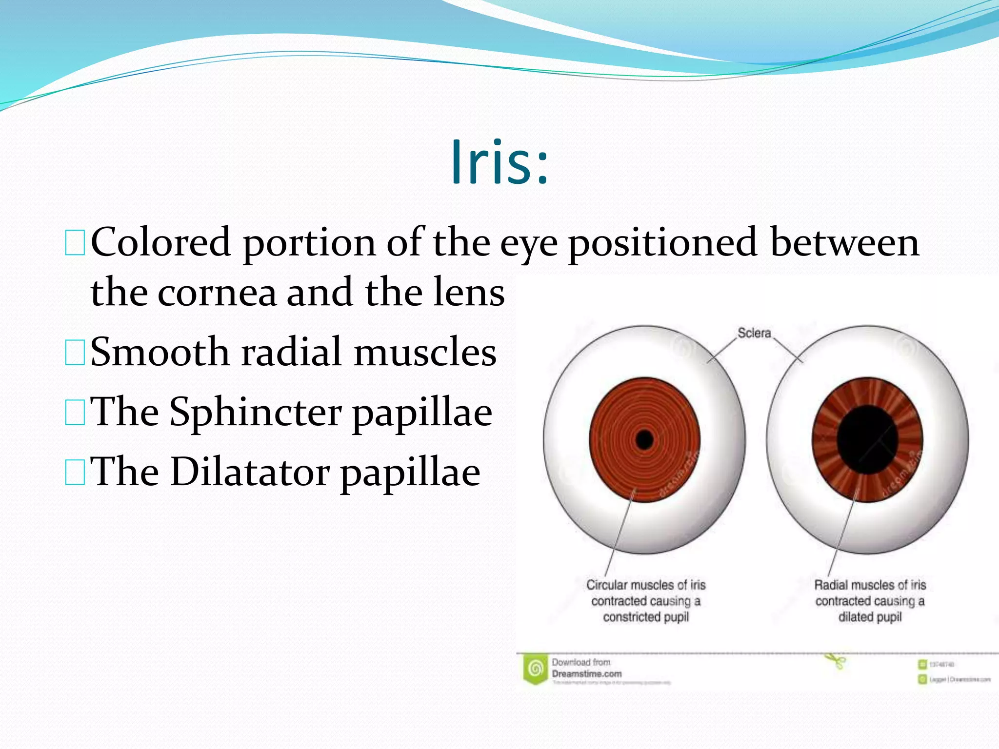 Anatomy and physiology of the eye | PPTX