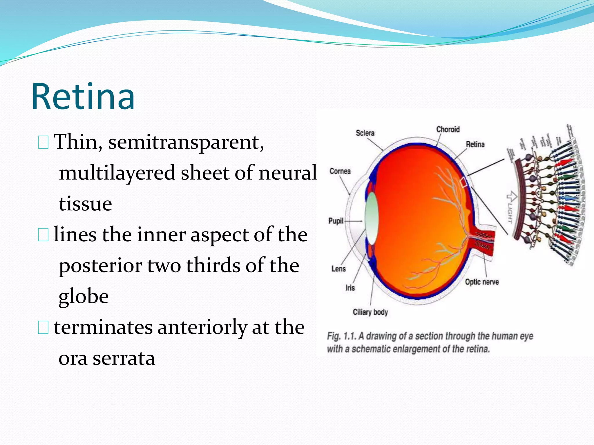 Anatomy and physiology of the eye | PPTX