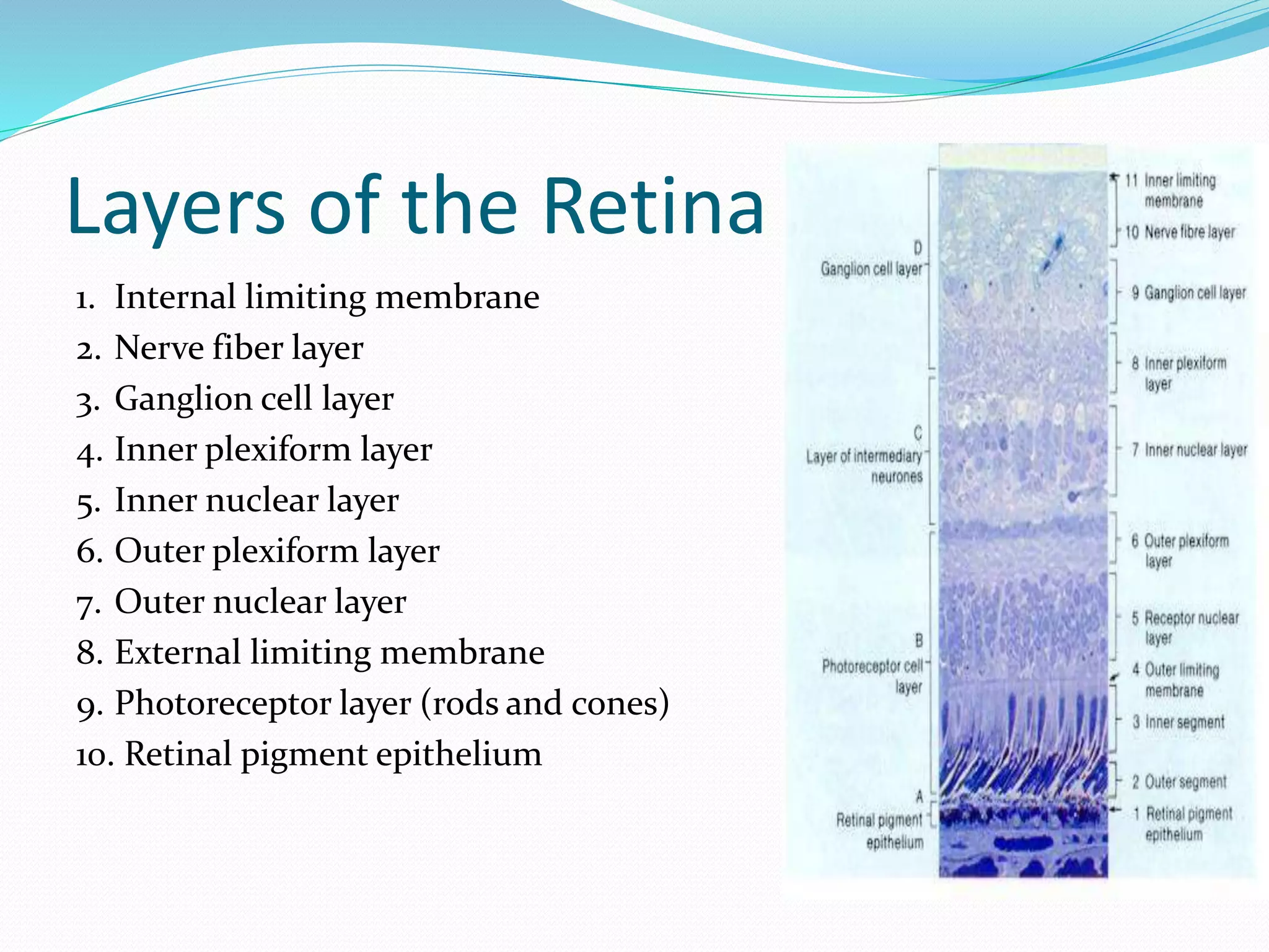 Anatomy and physiology of the eye | PPTX | Eye and Vision Conditions ...
