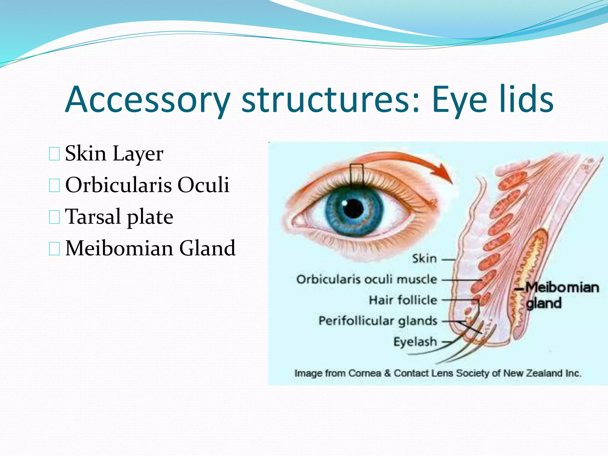 Anatomy and physiology of the eye | PPTX