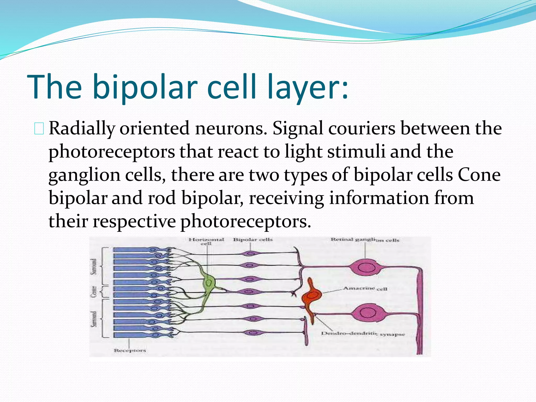 Anatomy and physiology of the eye | PPTX