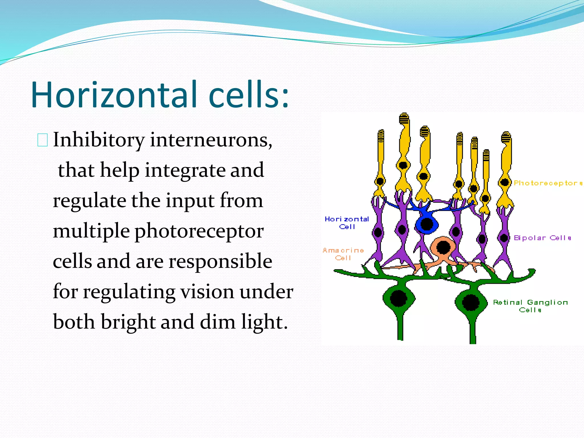 Anatomy and physiology of the eye | PPTX