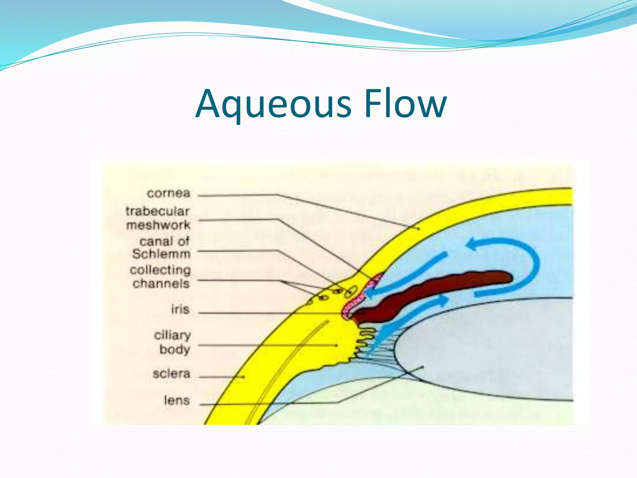 Anatomy and physiology of the eye | PPTX