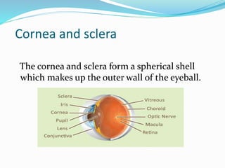 Anatomy and physiology of the eye | PPTX