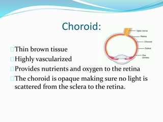 Anatomy and physiology of the eye | PPTX