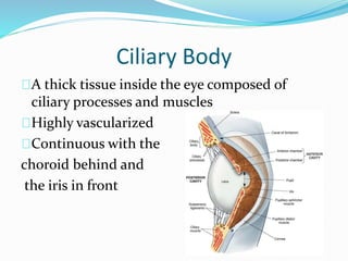 Anatomy and physiology of the eye | PPTX