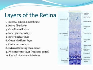 Anatomy and physiology of the eye | PPTX
