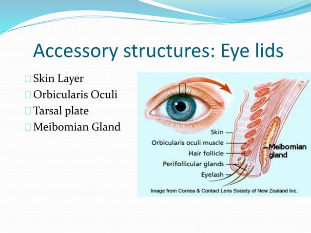 Anatomy and physiology of the eye | PPTX | Eye and Vision Conditions ...