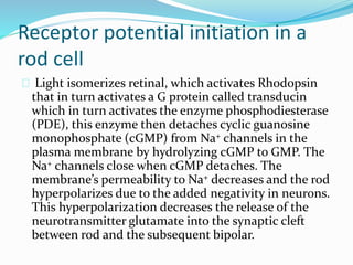 Anatomy and physiology of the eye | PPTX