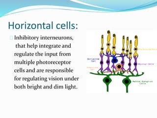 Anatomy and physiology of the eye | PPTX