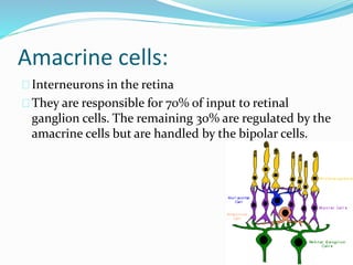Anatomy and physiology of the eye | PPTX