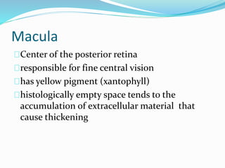 Anatomy and physiology of the eye | PPTX