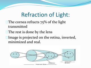 Anatomy and physiology of the eye | PPTX