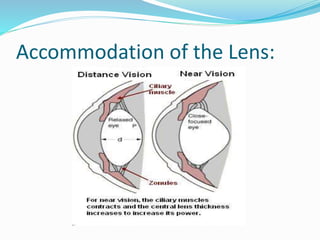 Anatomy and physiology of the eye | PPTX