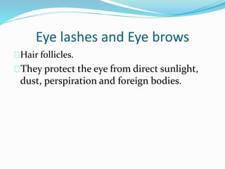 Anatomy and physiology of the eye | PPTX