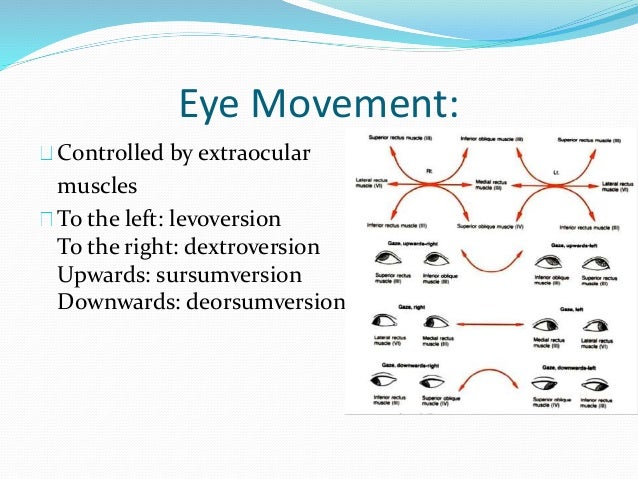 Anatomy and physiology of the eye