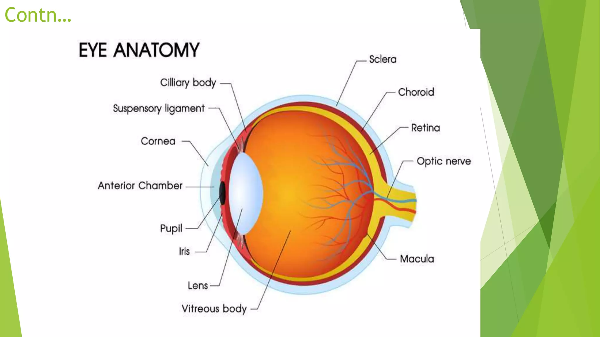 Anatomy and physiology of the Eye-Nursing | PPTX