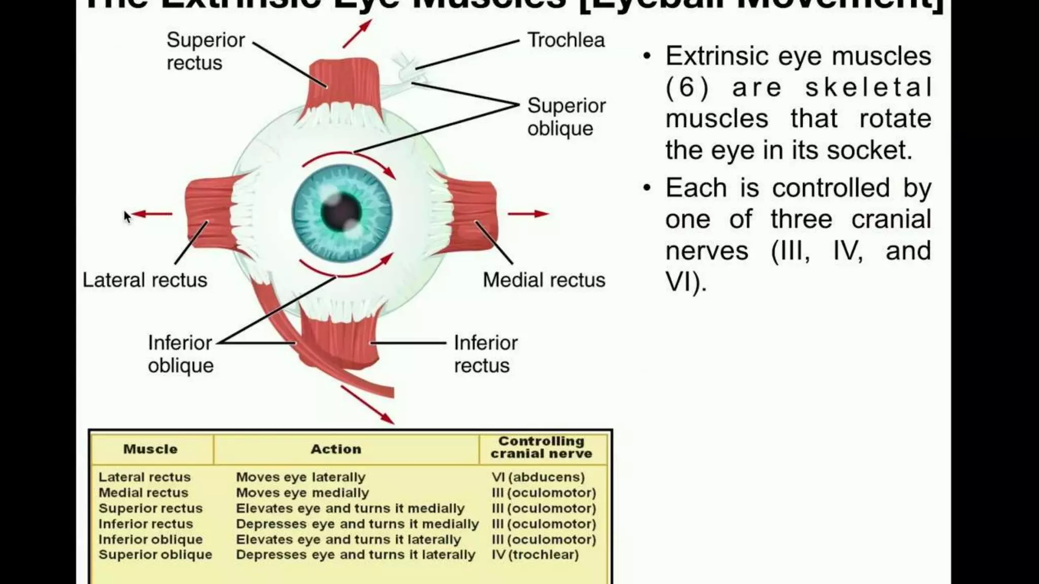Anatomy and physiology of the Eye-Nursing | PPTX | Eye and Vision ...