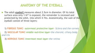 Anatomy and physiology of the Eye-Nursing | PPTX