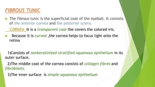 Anatomy and physiology of the Eye-Nursing | PPTX