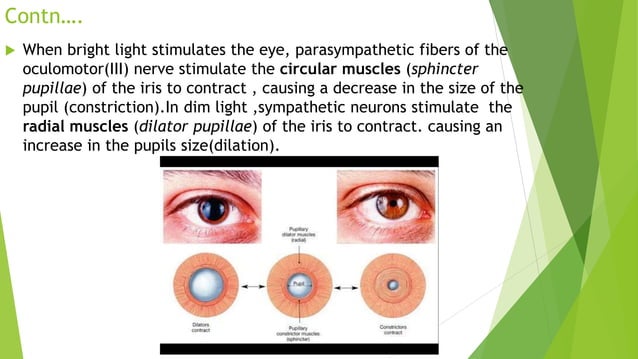Anatomy and physiology of the Eye-Nursing | PPTX | Eye and Vision ...