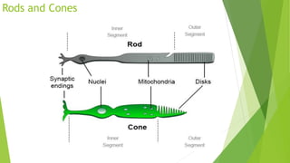 Anatomy and physiology of the Eye-Nursing | PPTX