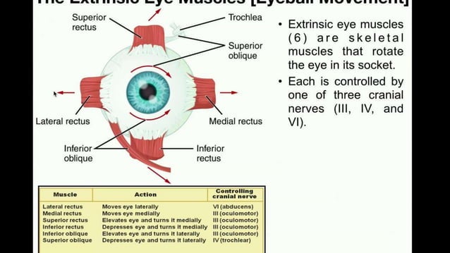 Anatomy and physiology of the Eye-Nursing | PPT