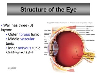 anatomy and physiology of the eye.pptx