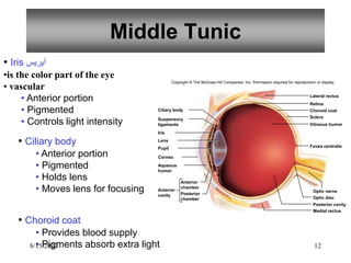 anatomy and physiology of the eye.pptx