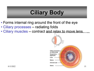 anatomy and physiology of the eye.pptx | Free Download