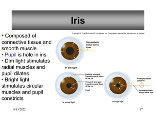 anatomy and physiology of the eye.pptx