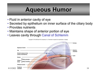 anatomy and physiology of the eye.pptx