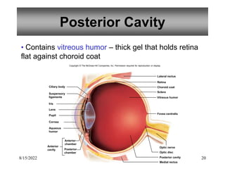 anatomy and physiology of the eye.pptx