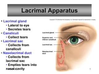 anatomy and physiology of the eye.pptx | Free Download